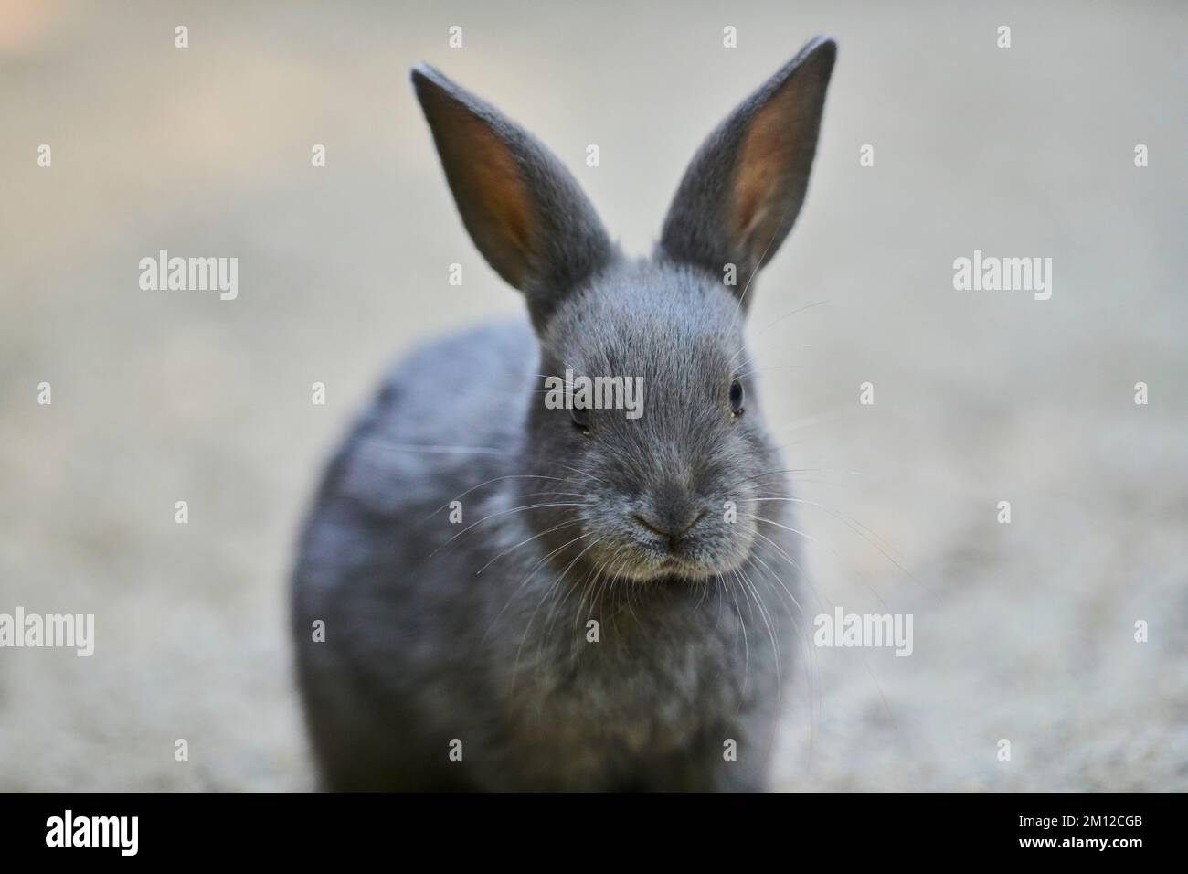 Domestic rabbit, Oryctolagus cuniculus forma domestica, lateral ...