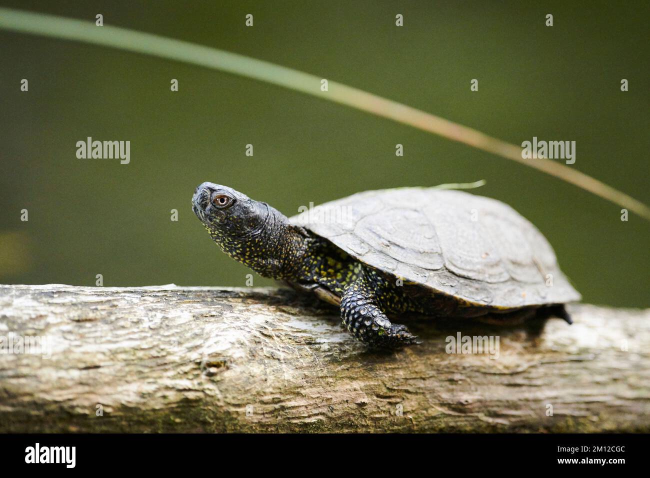 European pond turtle, Emys orbicularis, tree trunk, water, lateral ...