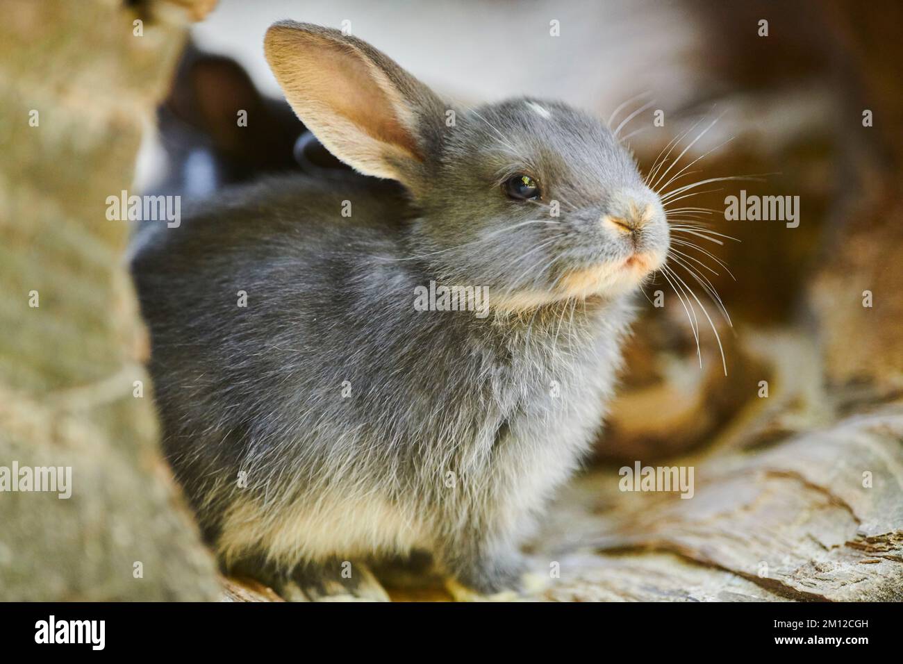 Domestic rabbit, Oryctolagus cuniculus forma domestica, lateral ...