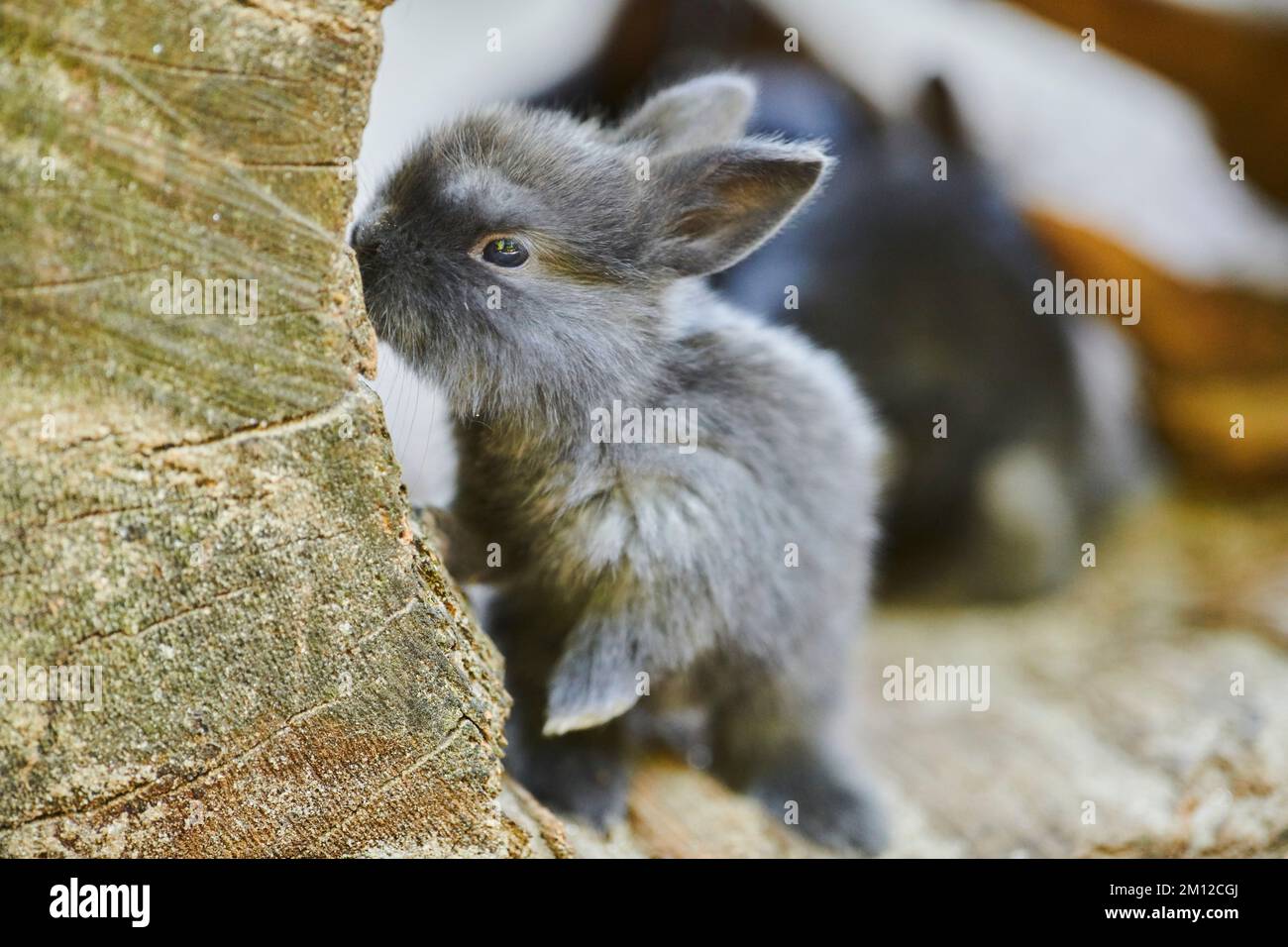 Domestic rabbit, Oryctolagus cuniculus forma domestica, lateral ...