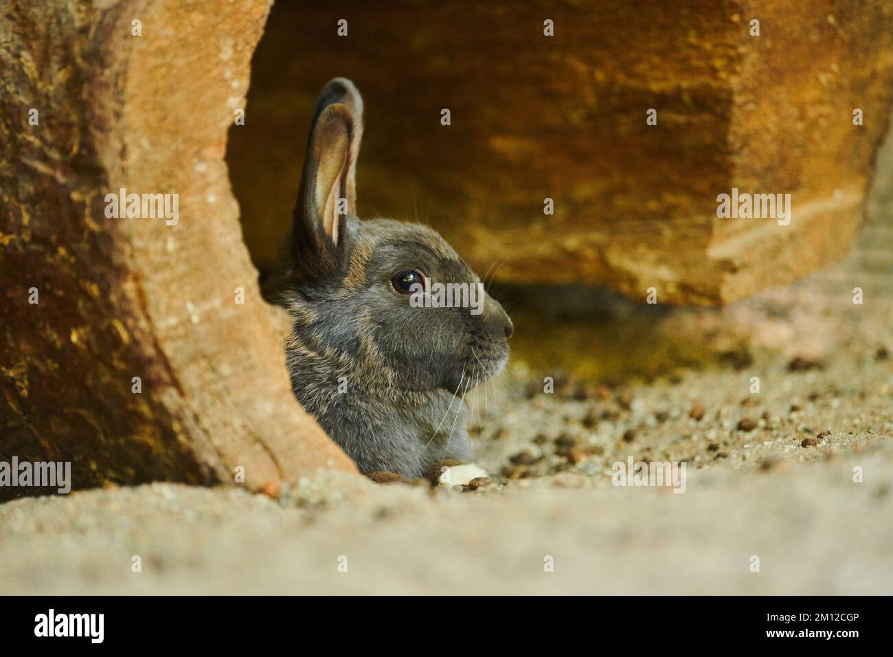 Domestic rabbit, Oryctolagus cuniculus forma domestica, lateral ...