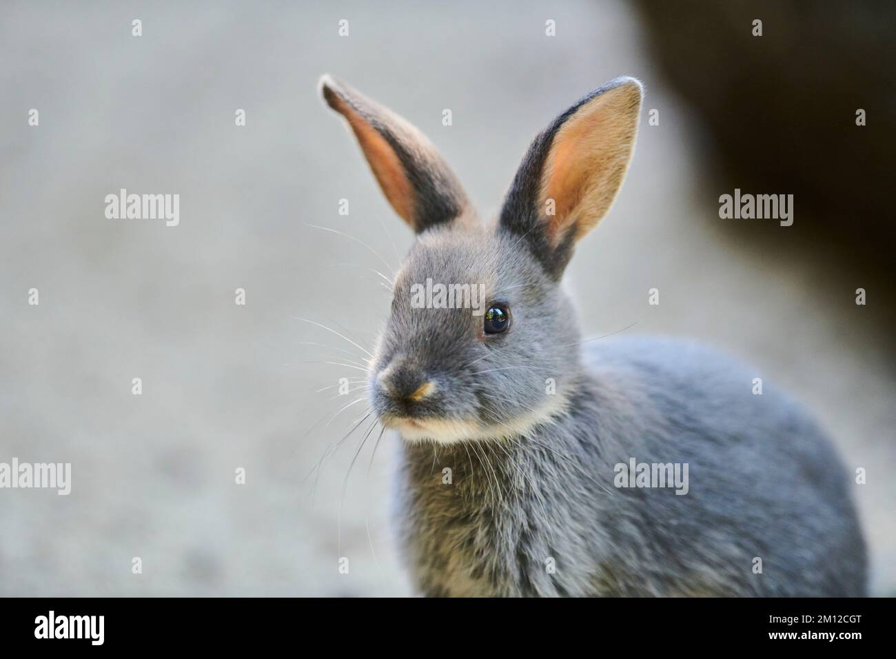 Domestic rabbit, Oryctolagus cuniculus forma domestica, lateral ...