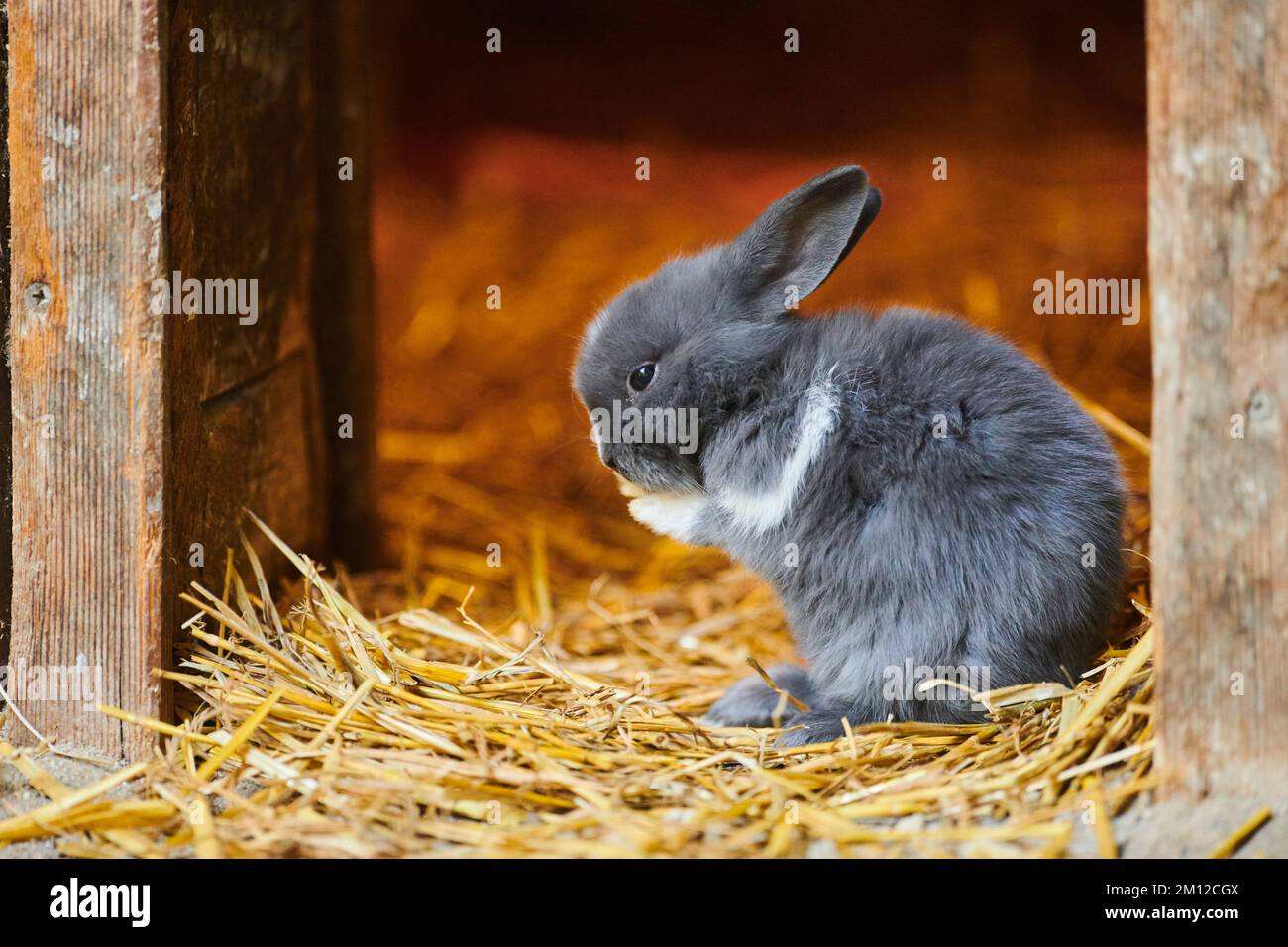 Child pet rabbit hutch hi-res stock photography and images - Alamy