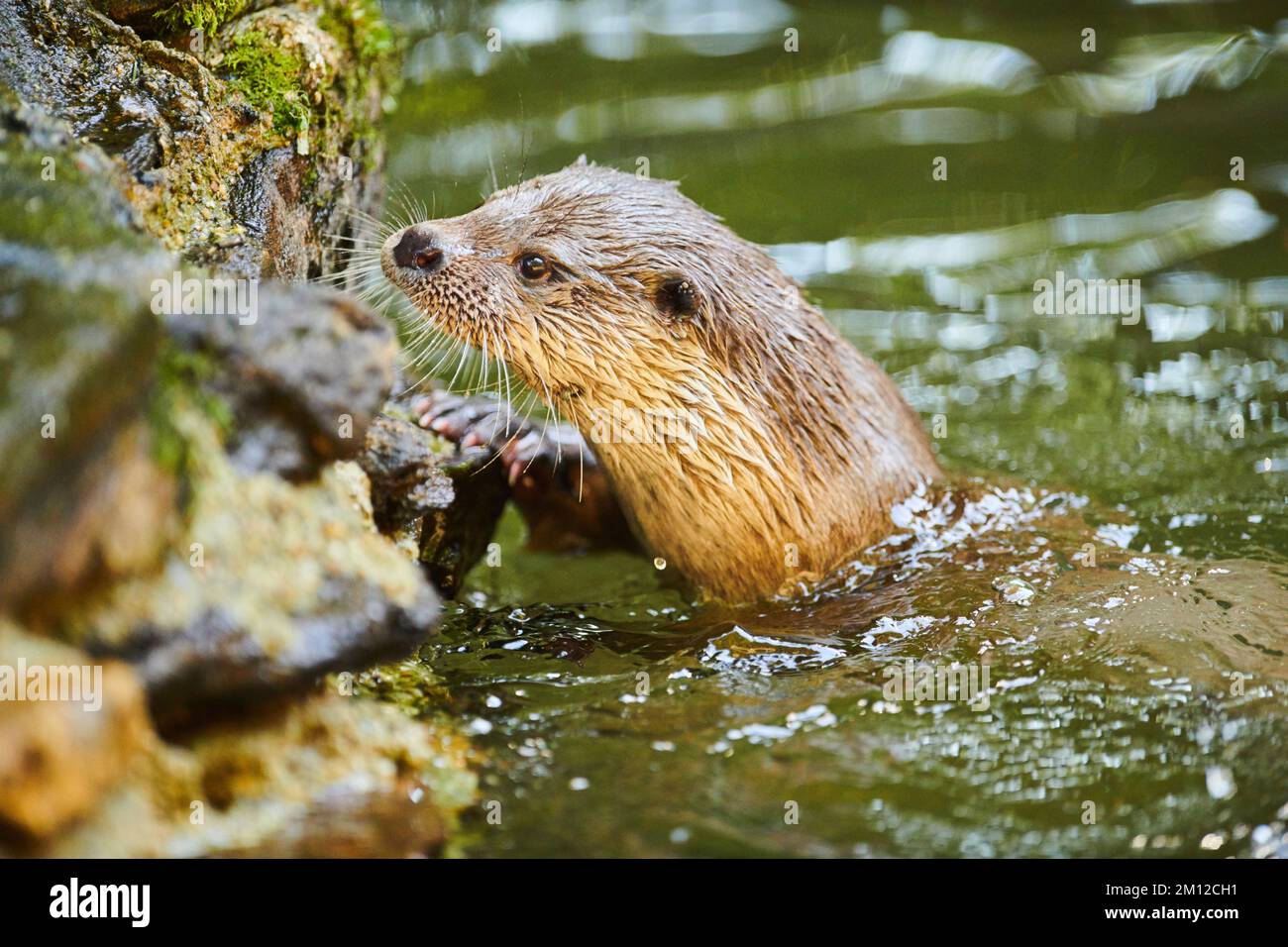 Eurasian otter, Lutra lutra, water, Bavaria, Germany, Europe Stock ...