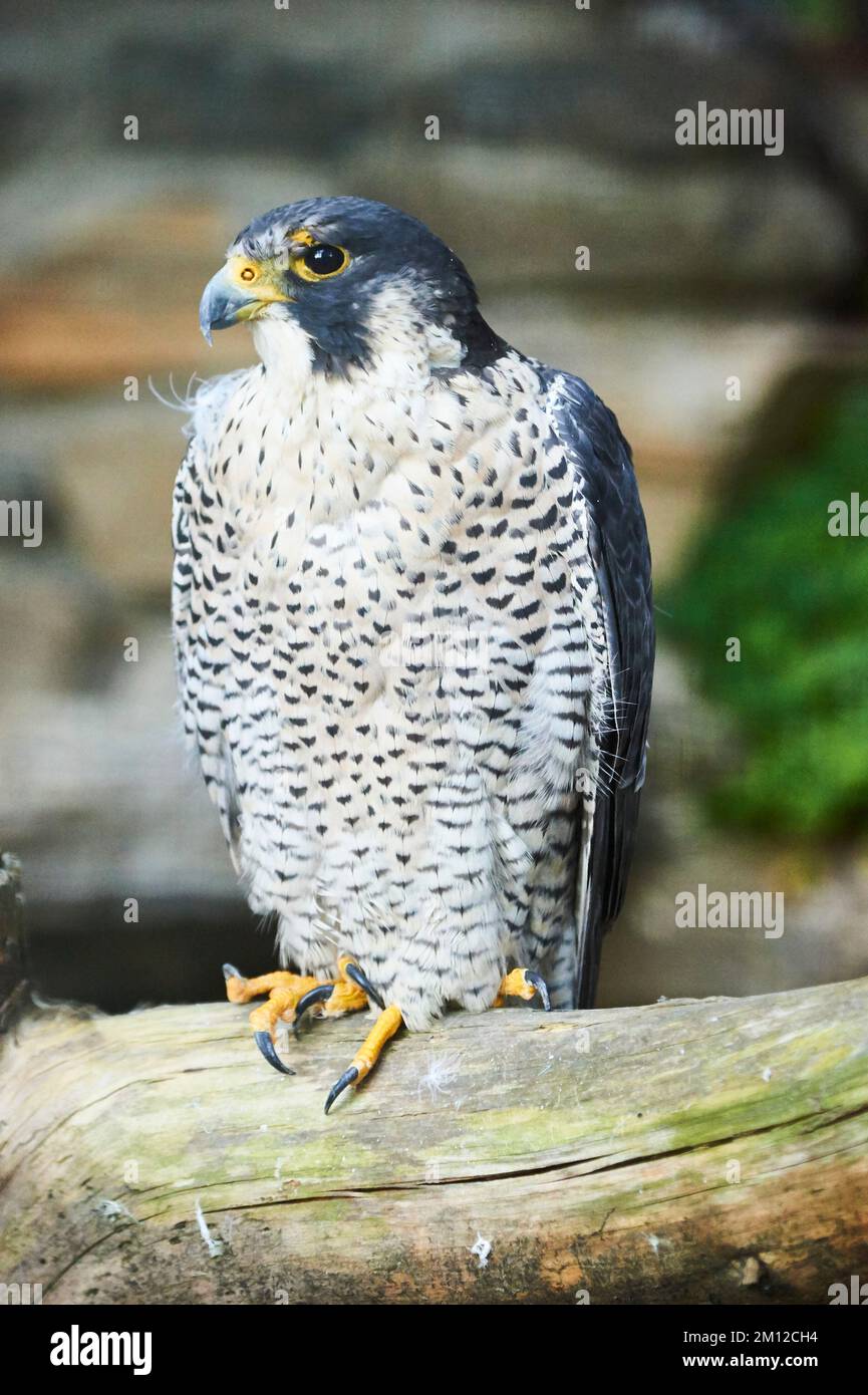 Peregrine falcon (Falco peregrinus), lateral, sitting, Bavaria, Germany, Europe Stock Photo - Alamy