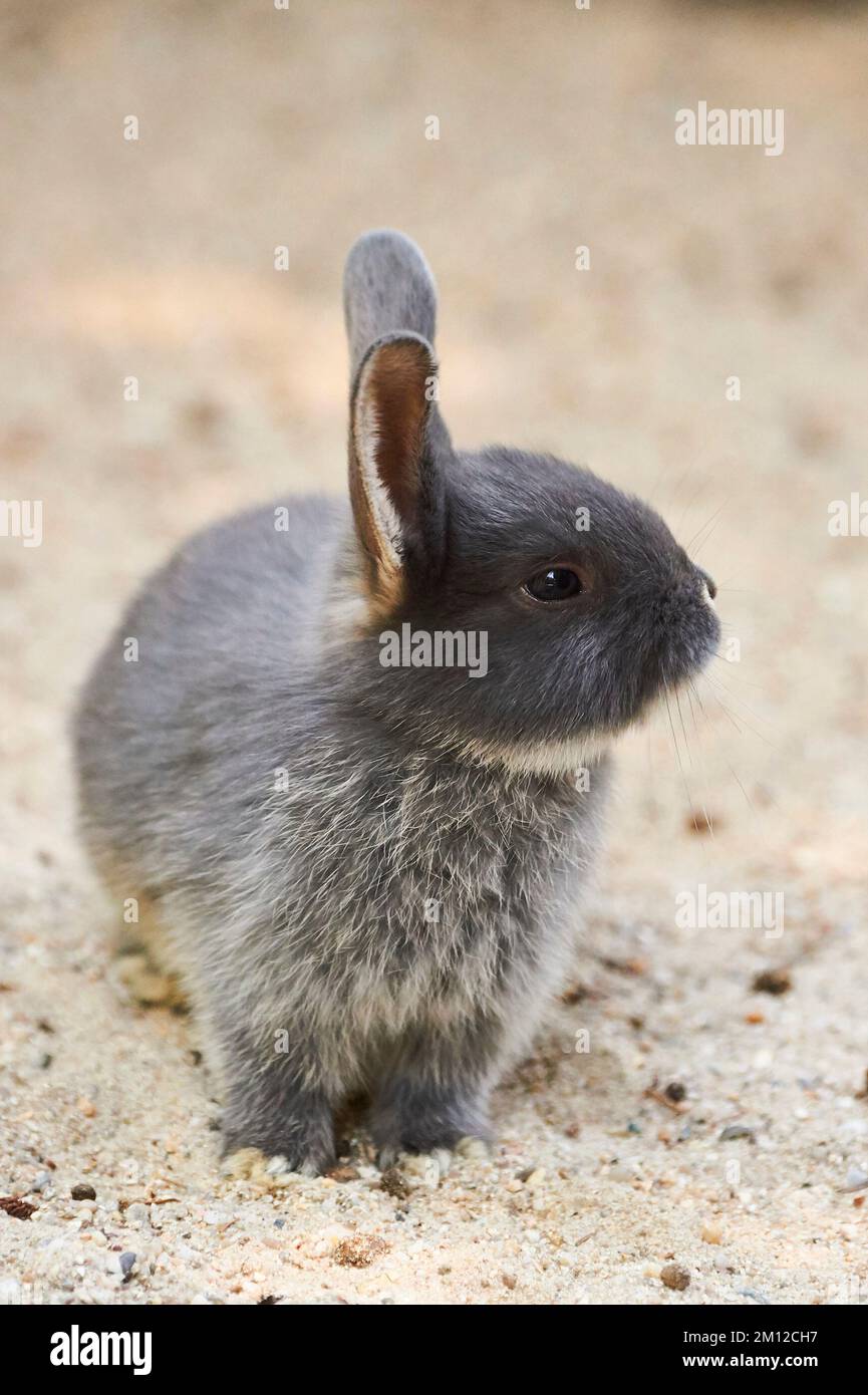 Domestic rabbit, Oryctolagus cuniculus forma domestica, lateral ...