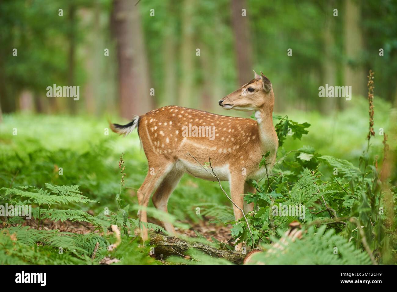 Hunts dam hi-res stock photography and images - Alamy