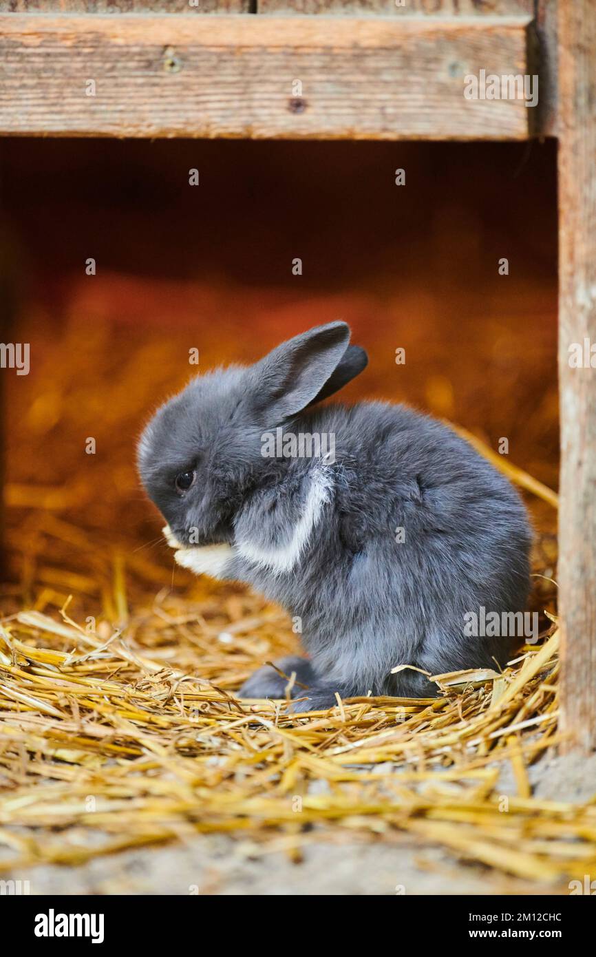 Domestic rabbit, Oryctolagus cuniculus forma domestica, lateral ...
