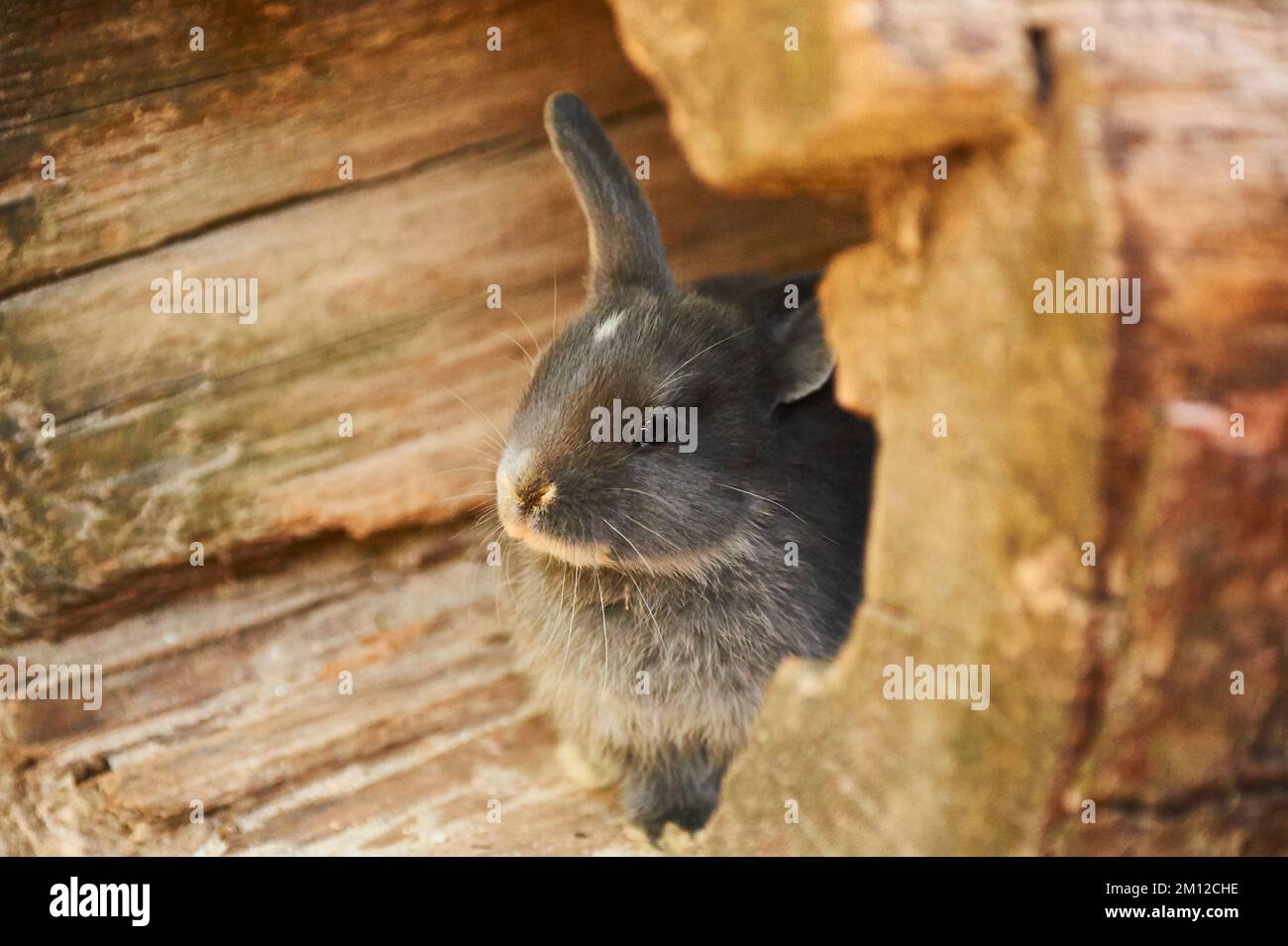 Domestic rabbit, Oryctolagus cuniculus forma domestica, lateral ...