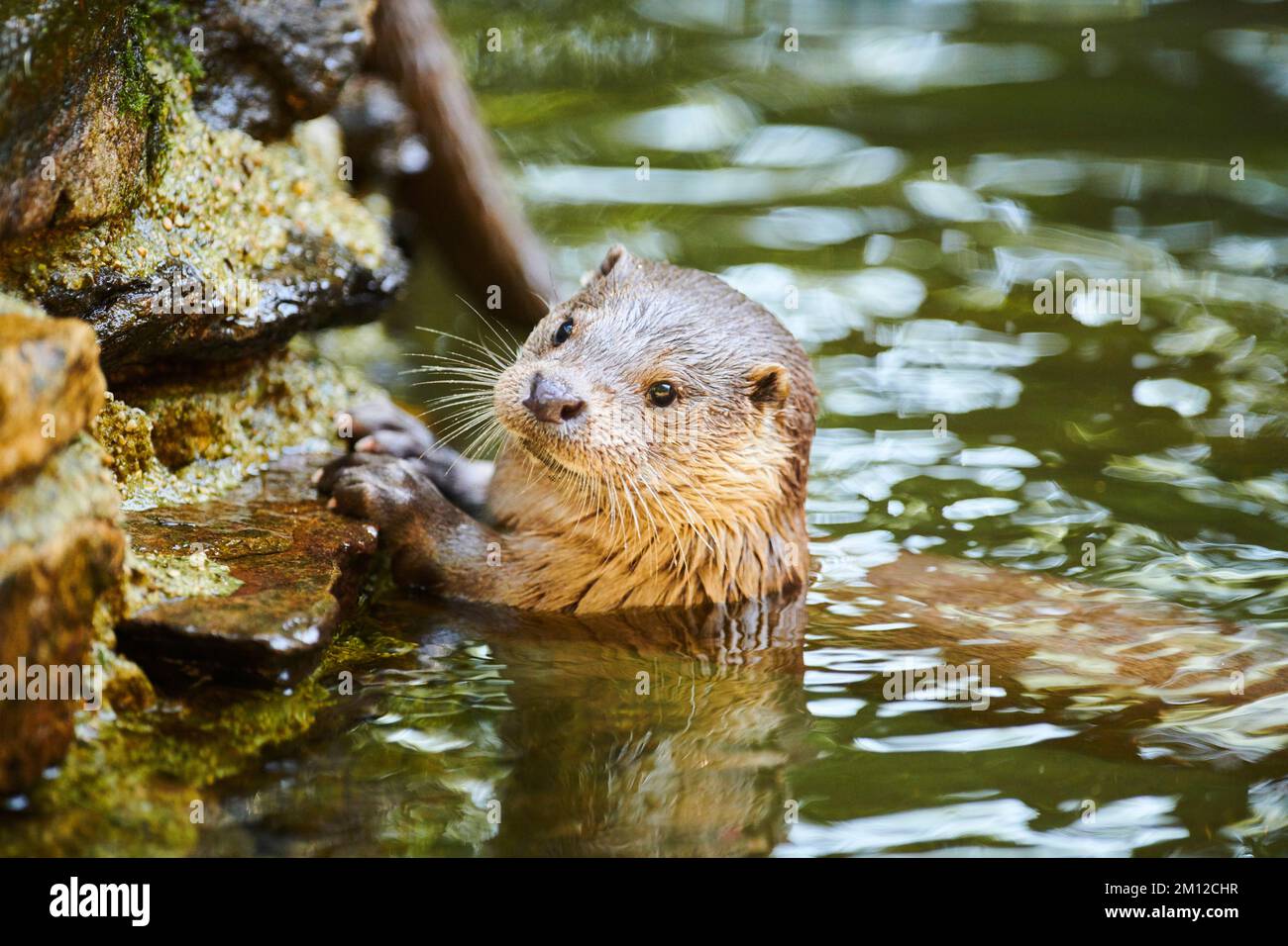 Eurasian otter, Lutra lutra, water, Bavaria, Germany, Europe Stock ...