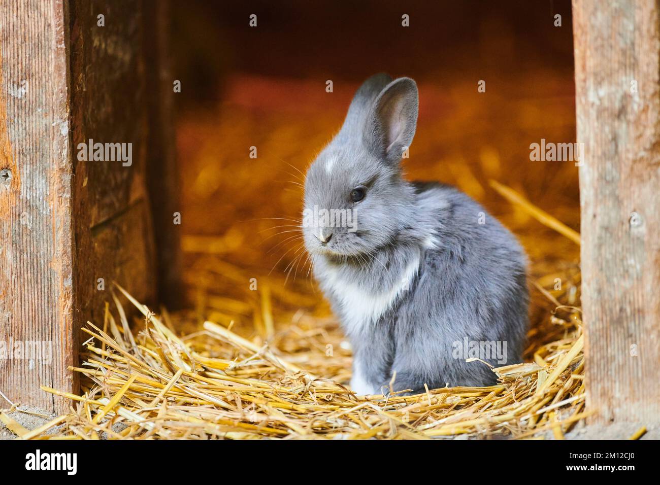 Domestic rabbit, Oryctolagus cuniculus forma domestica, lateral ...