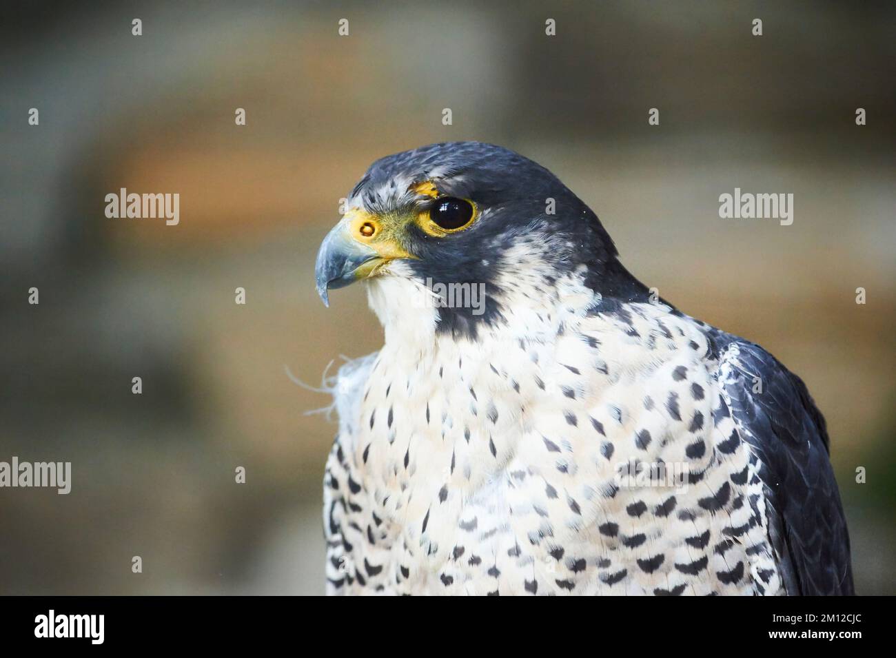 Peregrine falcon (Falco peregrinus), lateral, sitting, Bavaria, Germany ...