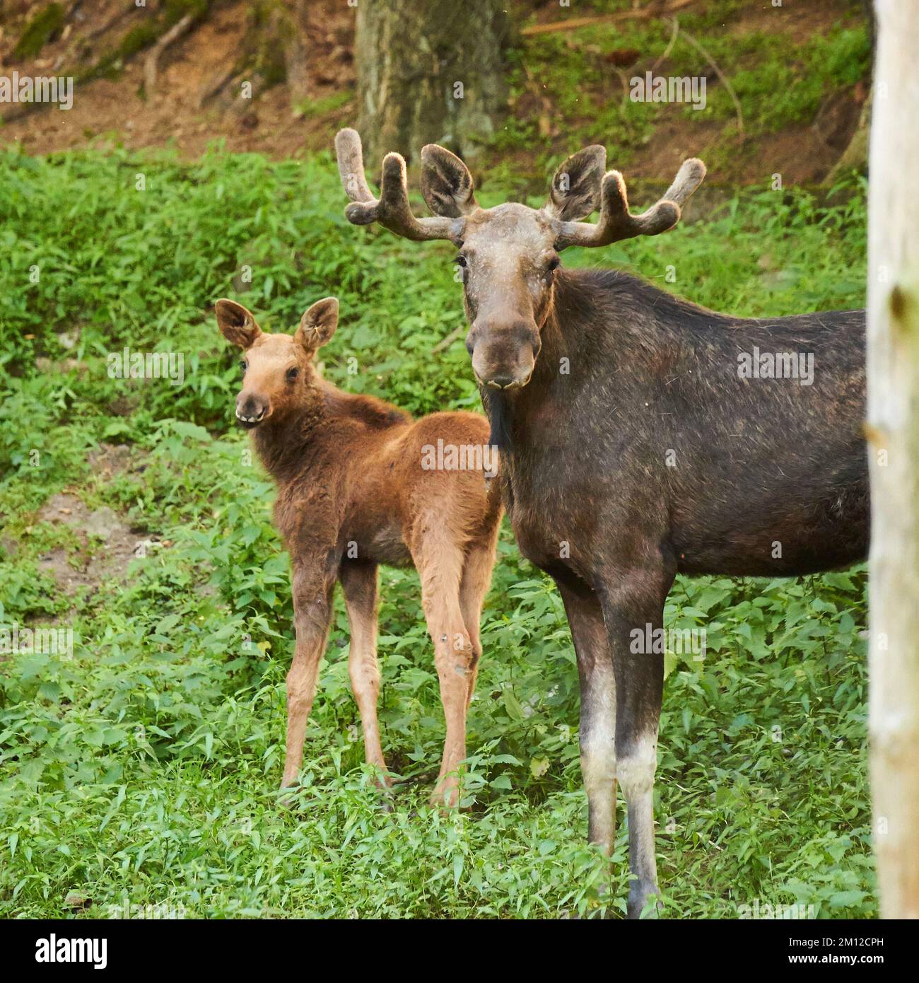 European moose, Alces alces alces, calf, Bavaria, Germany, Europe Stock ...