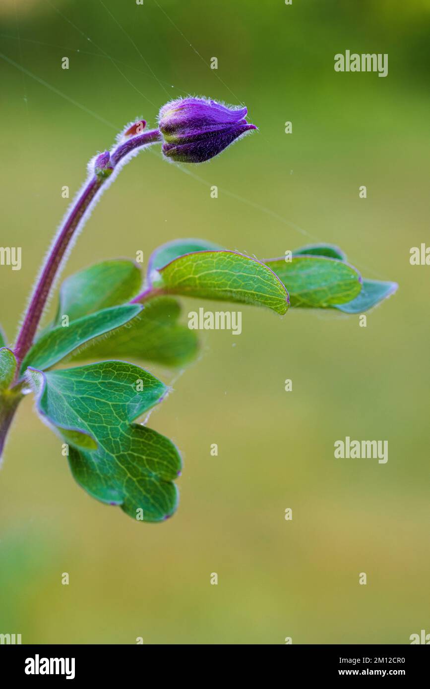 Aquilegia Vulgaris hybrid "Black Barlow", columbine, bud Stock Photo ...