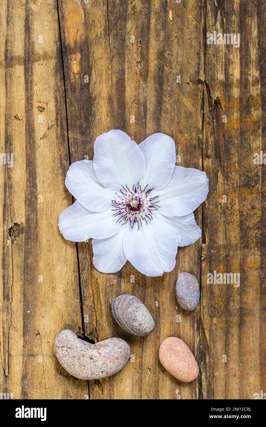 Clematis flower and stones on wooden background, still life Stock Photo ...