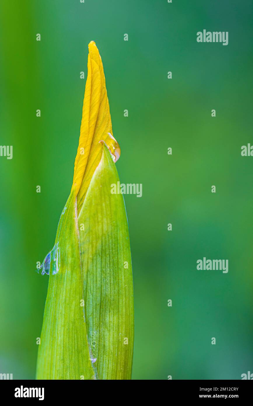 Marsh iris, water iris or yellow iris, Iris pseudacorus, flower, bud ...