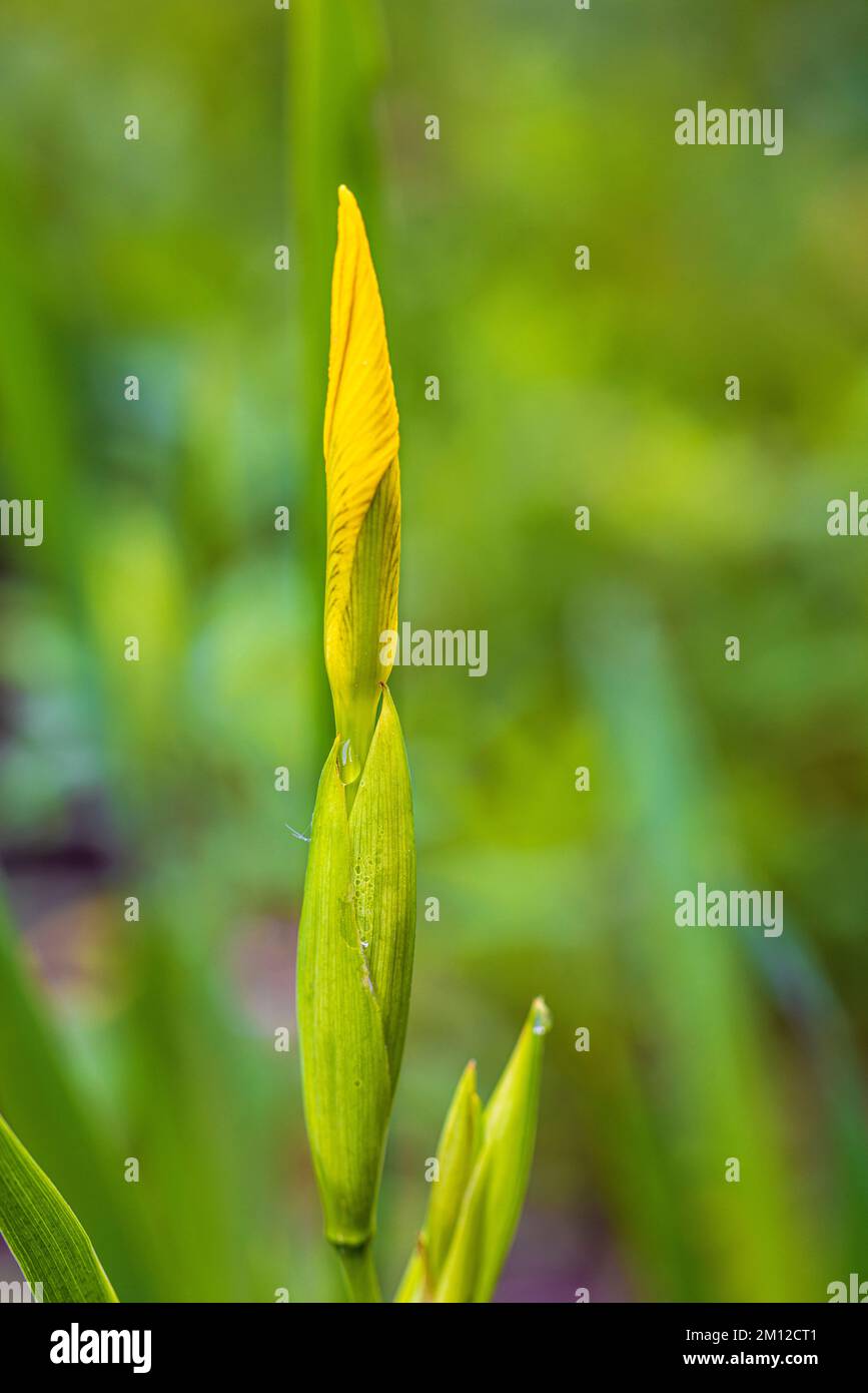 Marsh iris, water iris or yellow iris, Iris pseudacorus, flower, bud ...