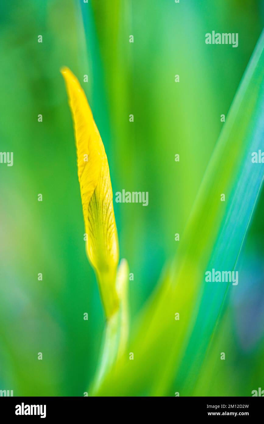 Marsh iris, water iris or yellow iris, Iris pseudacorus, flower, bud ...