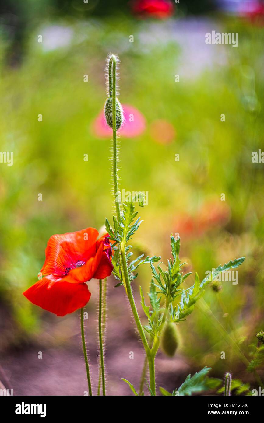 Opium poppy (Papaver somniferum), flower, bud Stock Photo - Alamy