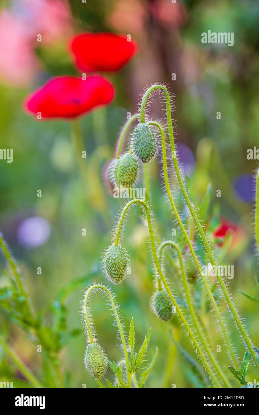 Opium poppy, Papaver somniferum, flower, buds Stock Photo - Alamy