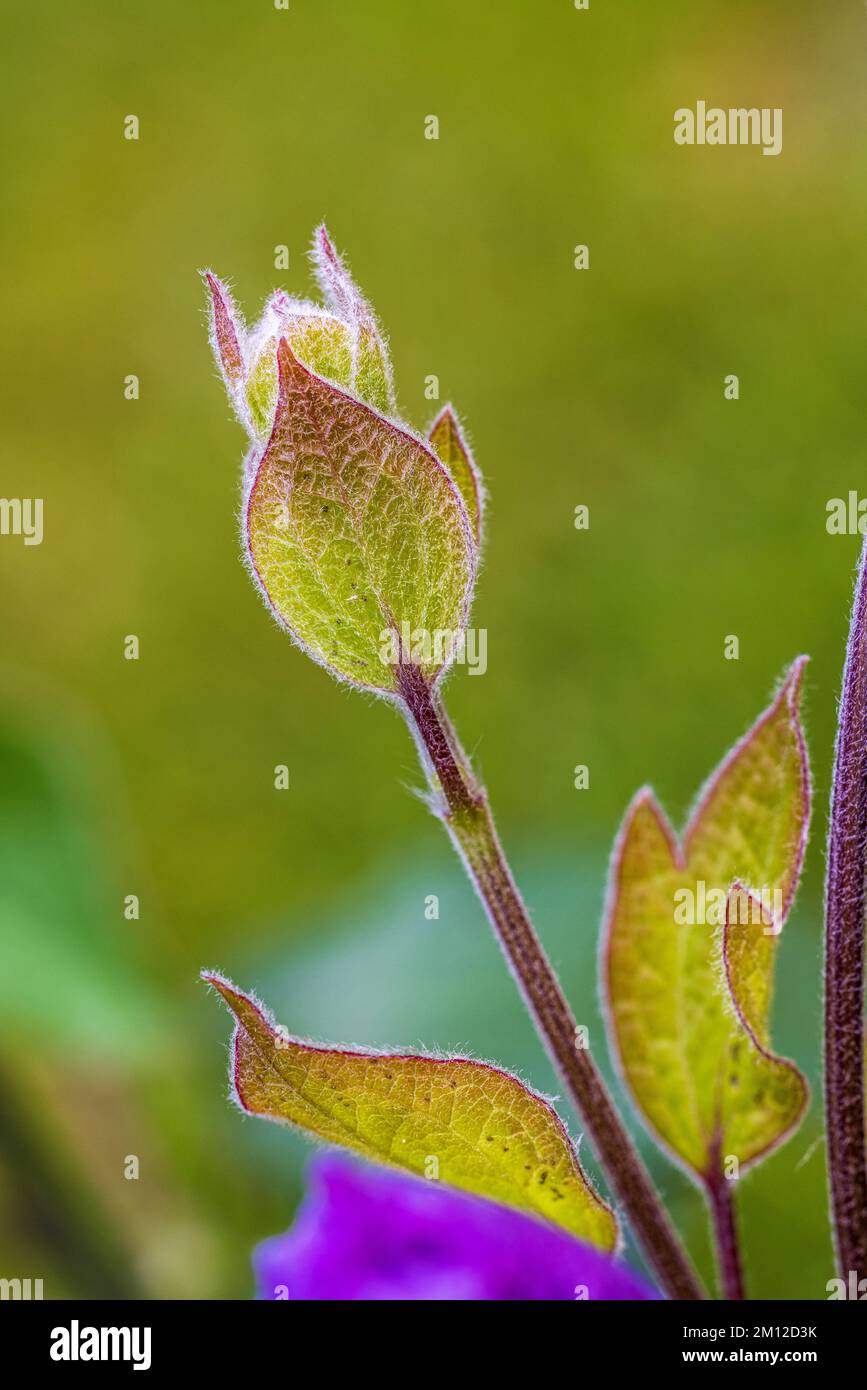 Clematis, leaf sprout, bud Stock Photo - Alamy