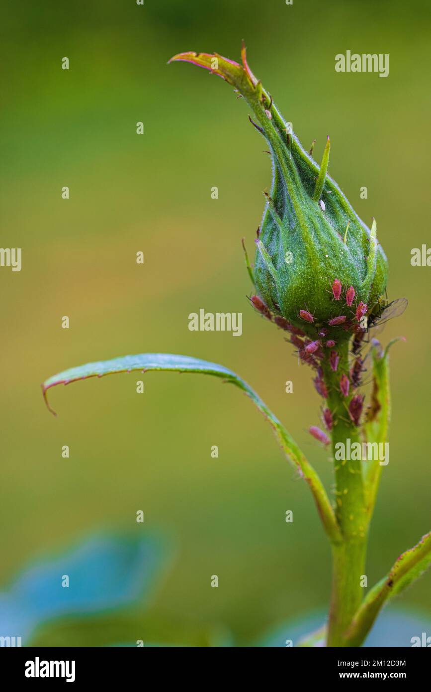 Rose bud, aphid infestation, close up Stock Photo - Alamy