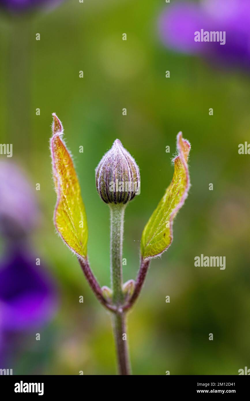 Clematis, leaf sprout, bud Stock Photo - Alamy
