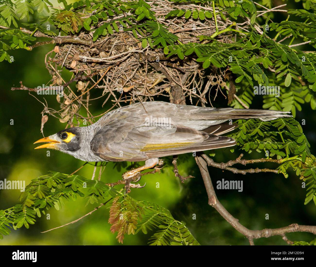 Honeyeaters nest hi-res stock photography and images - Alamy