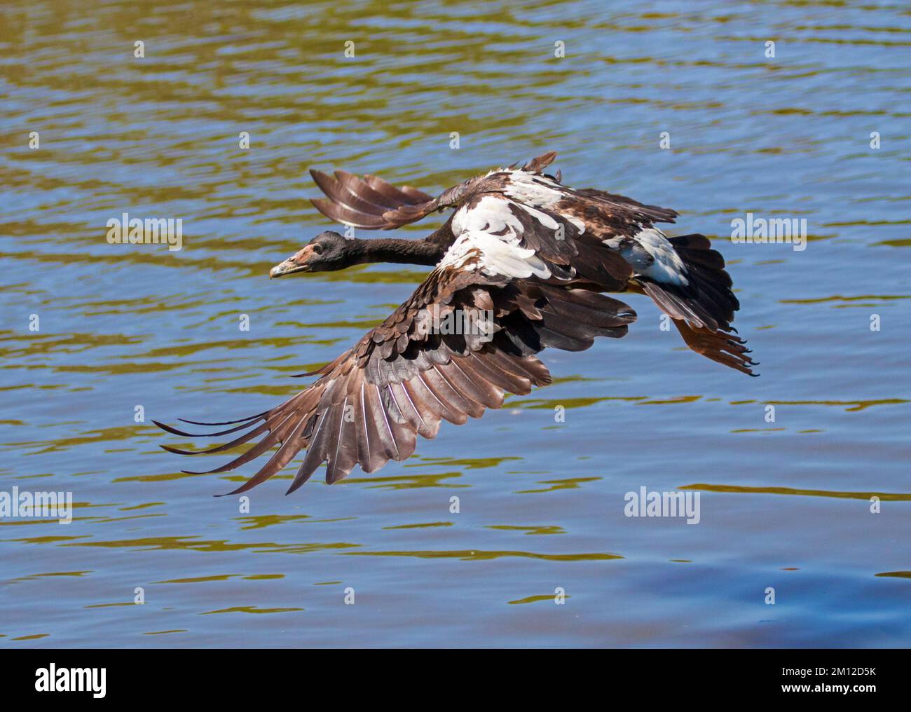 Juvenile Magpie Goose, Anseranas semipalmata in flight over blue water ...