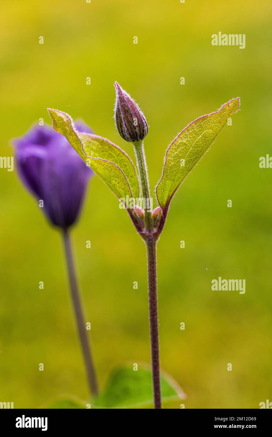 Clematis, leaf sprout, bud Stock Photo - Alamy
