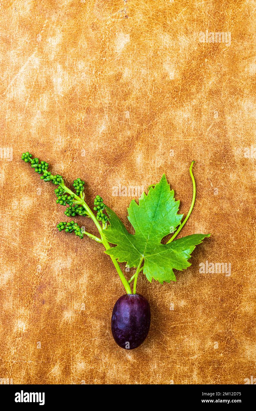 Grapevine shoots hi-res stock photography and images - Alamy