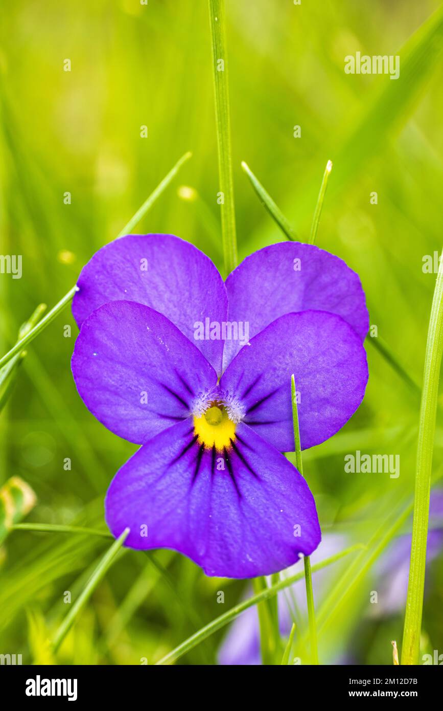 Pansy flower close up hi-res stock photography and images - Alamy
