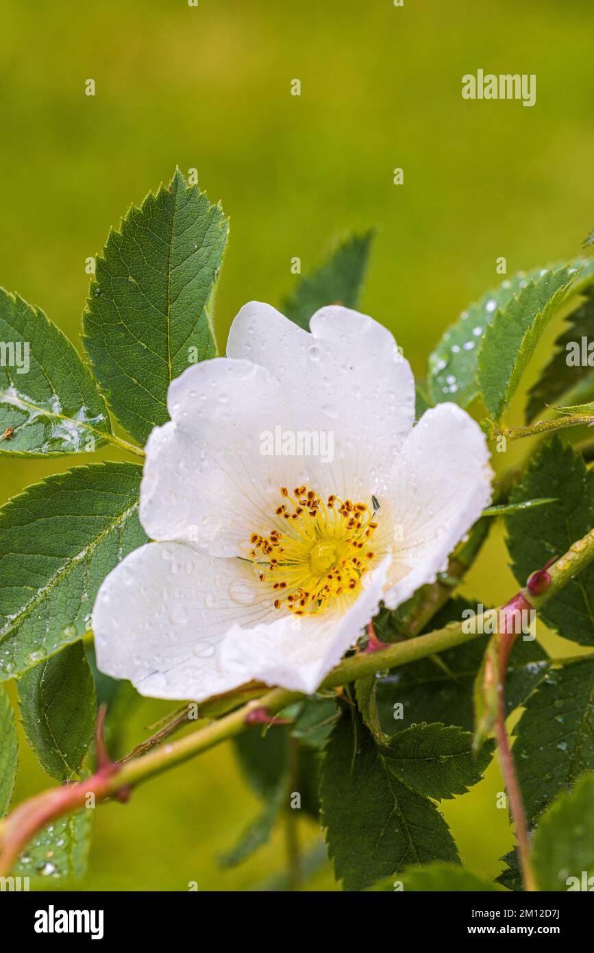 Wild rose, flower, leaves, water drop, closeup Stock Photo - Alamy