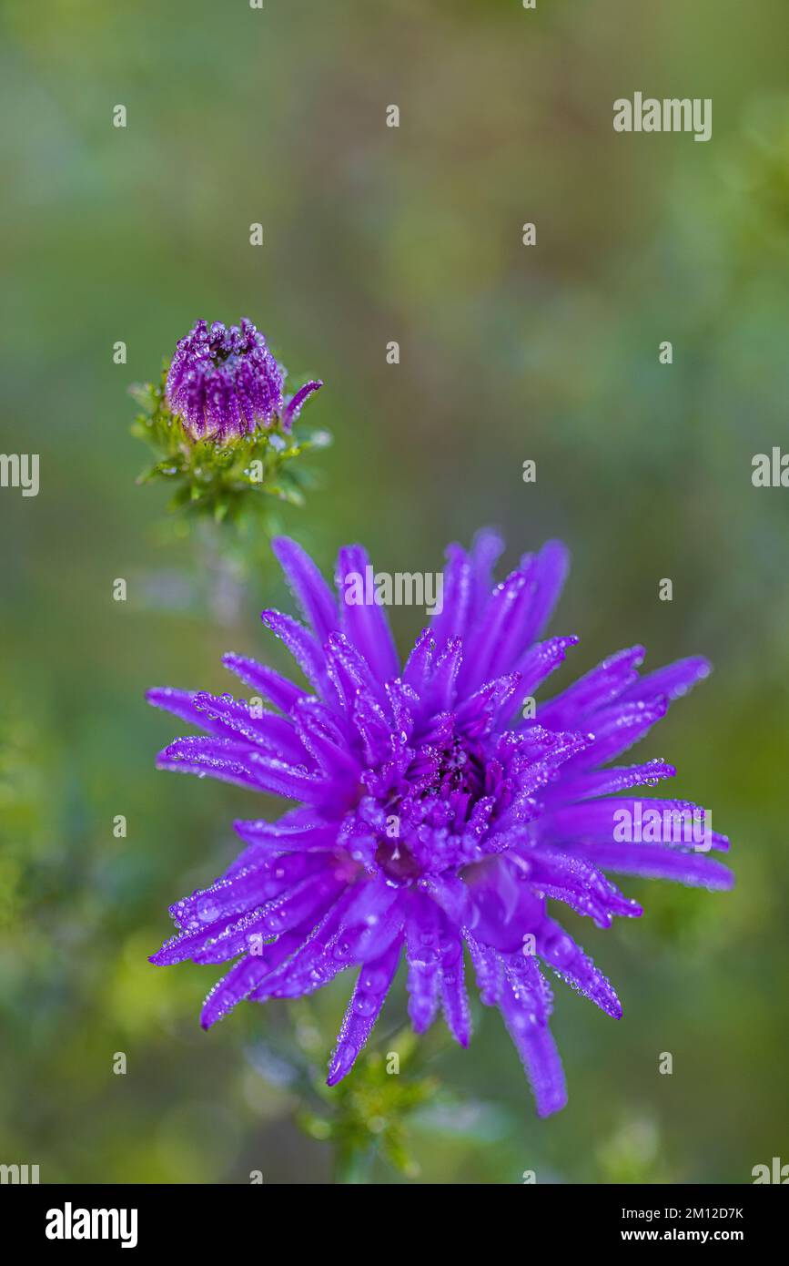 Autumn aster, double flower and bud, dew drops, close up Stock Photo ...