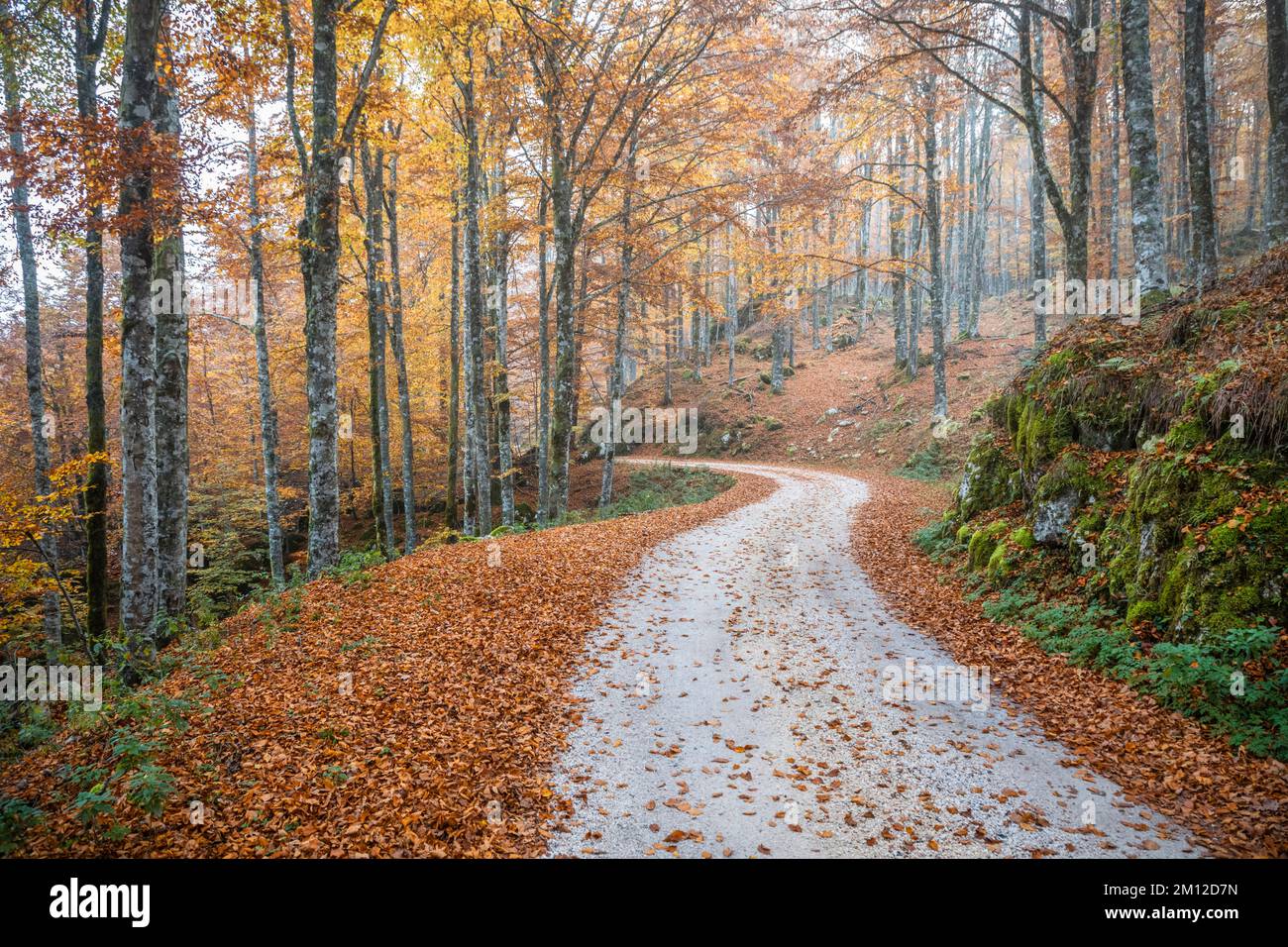 Italy, Friuli Venezia Giulia, province of Pordenone, municipality of ...