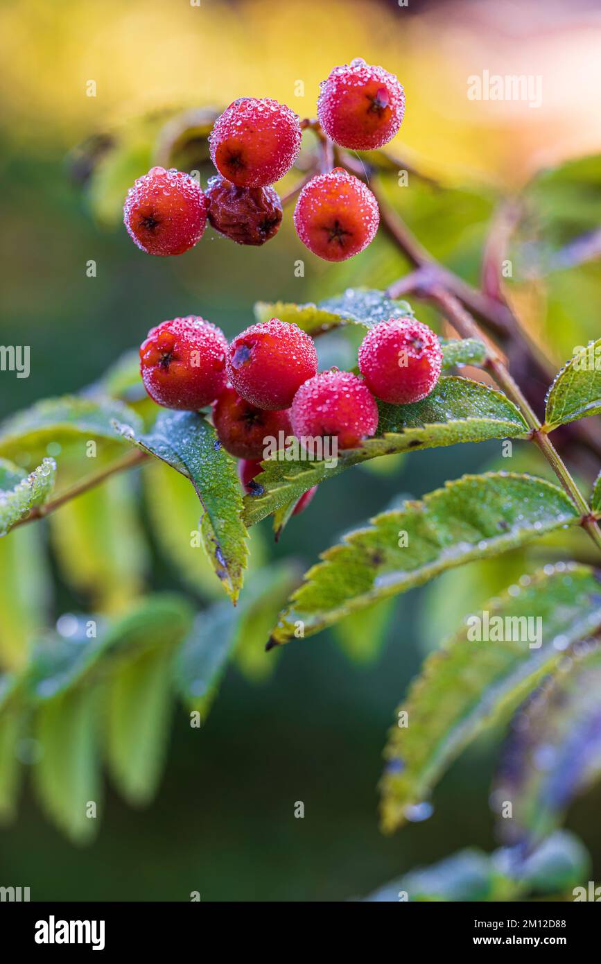 Rowan berries, mountain ash, Sorbus aucuparia, rose family, dew drop ...