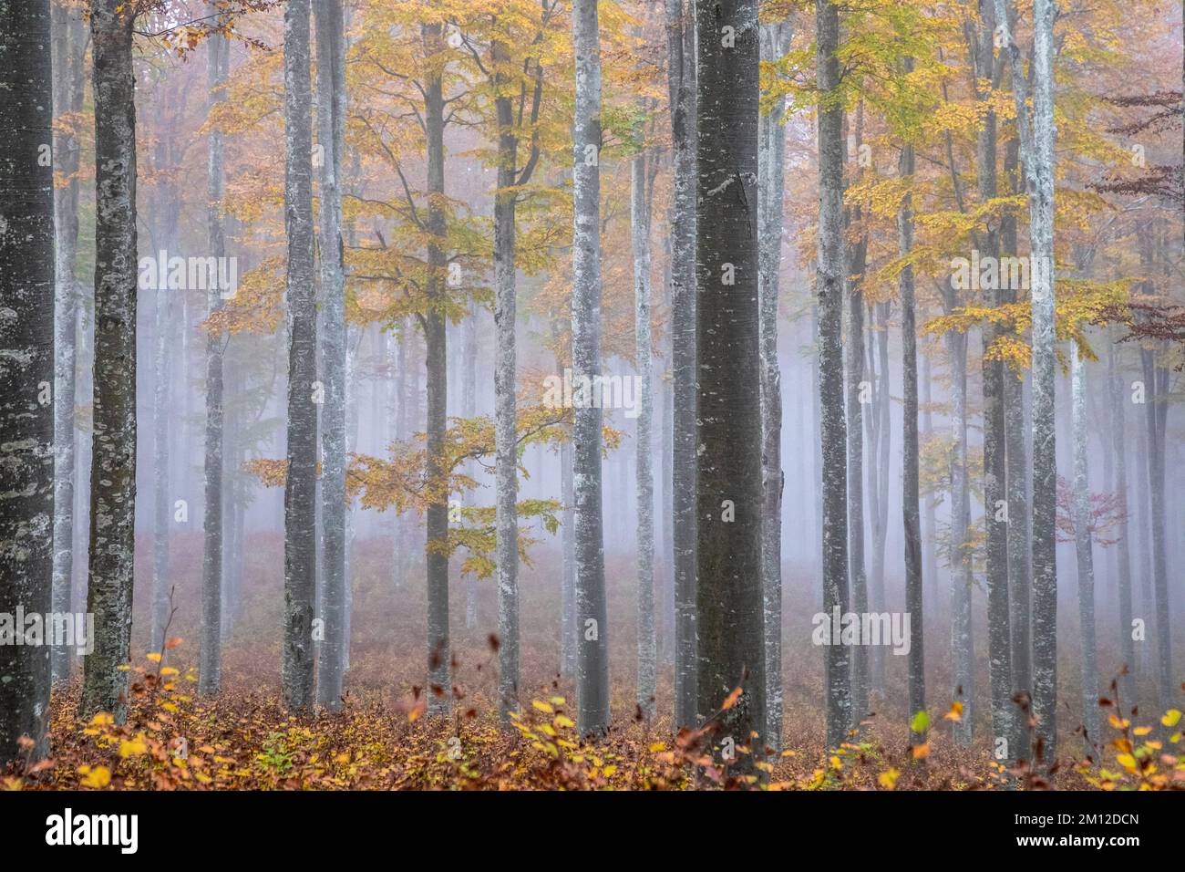 Italy, Veneto, province of Treviso, Fregona. Autumn in Cansiglio forest ...