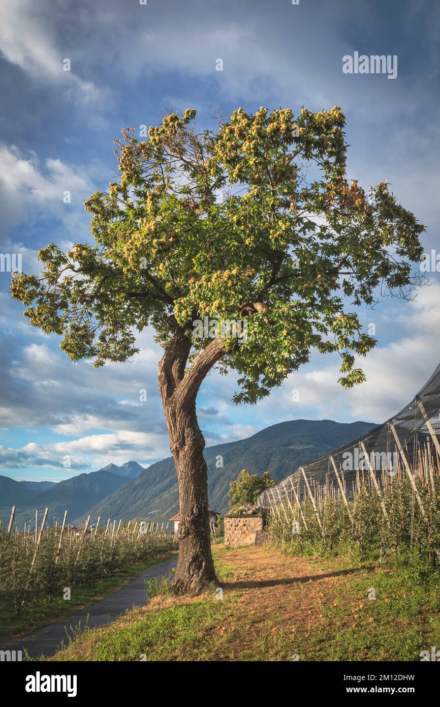 Italy, South Tyrol, Bolzano / Bozen, big chestnut tree among the apple ...