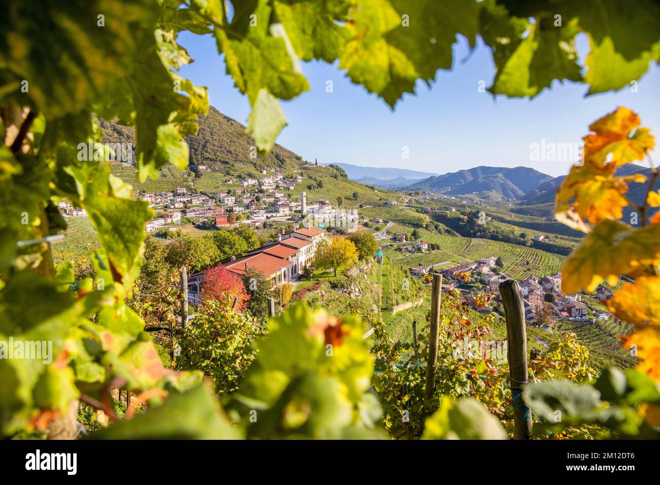 Prosecco vineyard hi-res stock photography and images - Alamy