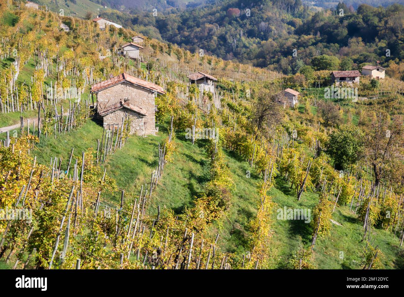 Italy, Veneto, province of Treviso, Miane. The Prosecco vineyards ...