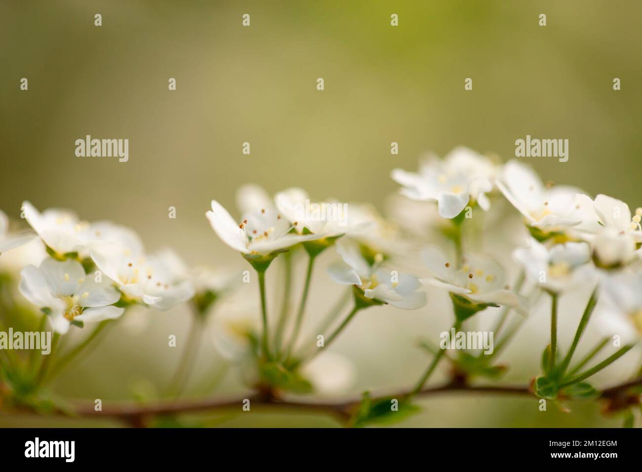 Spiraea, Close-up, Blossom, Spring, Finland Stock Photo - Alamy