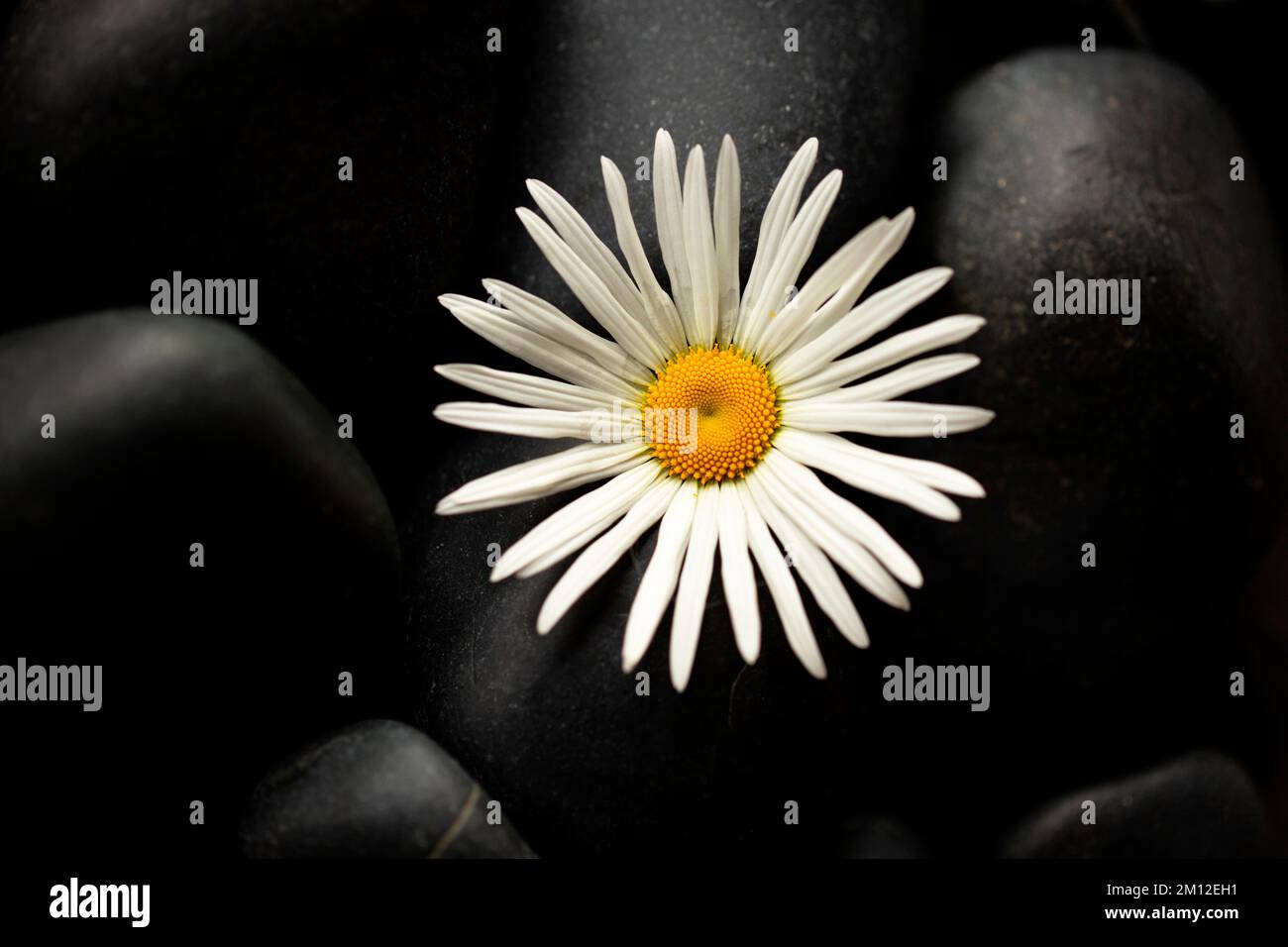 One Daisy Flower, dark background Stock Photo - Alamy