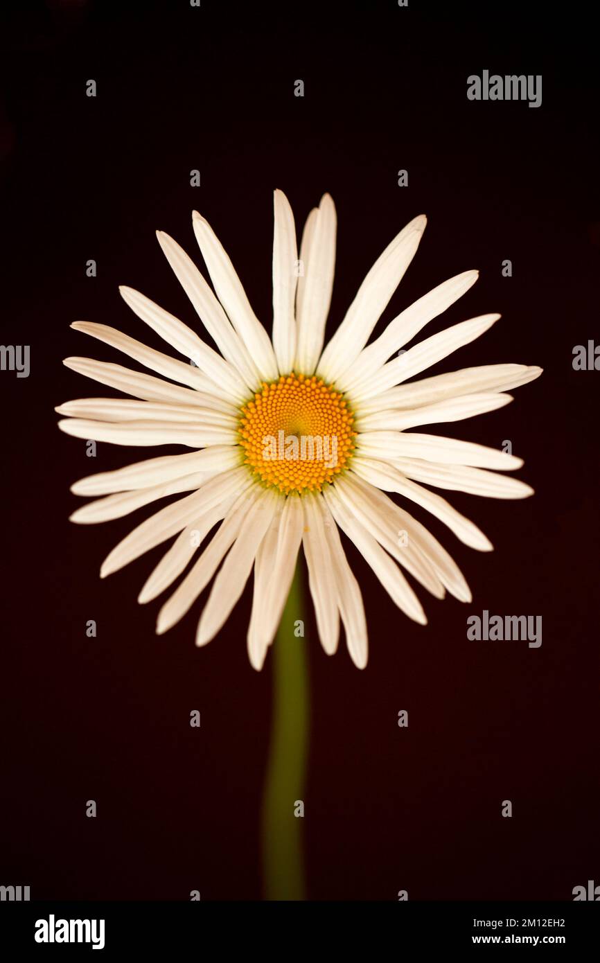 One Daisy Flower, dark background Stock Photo - Alamy