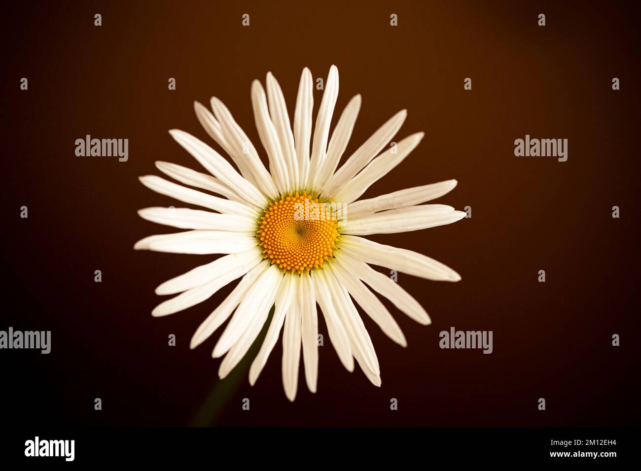One Daisy Flower, dark background Stock Photo - Alamy