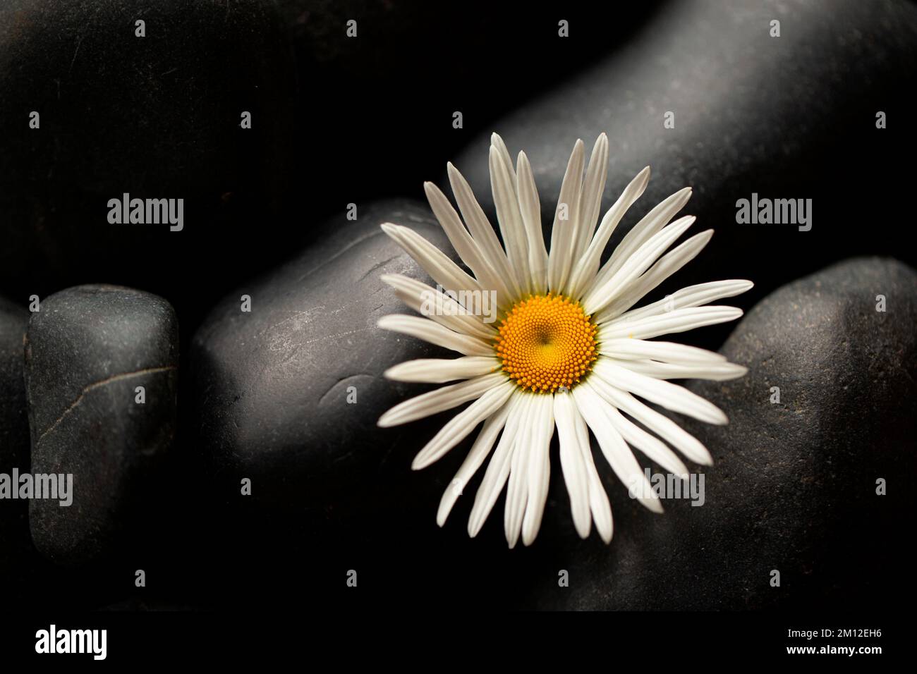 One Daisy Flower, dark background Stock Photo - Alamy