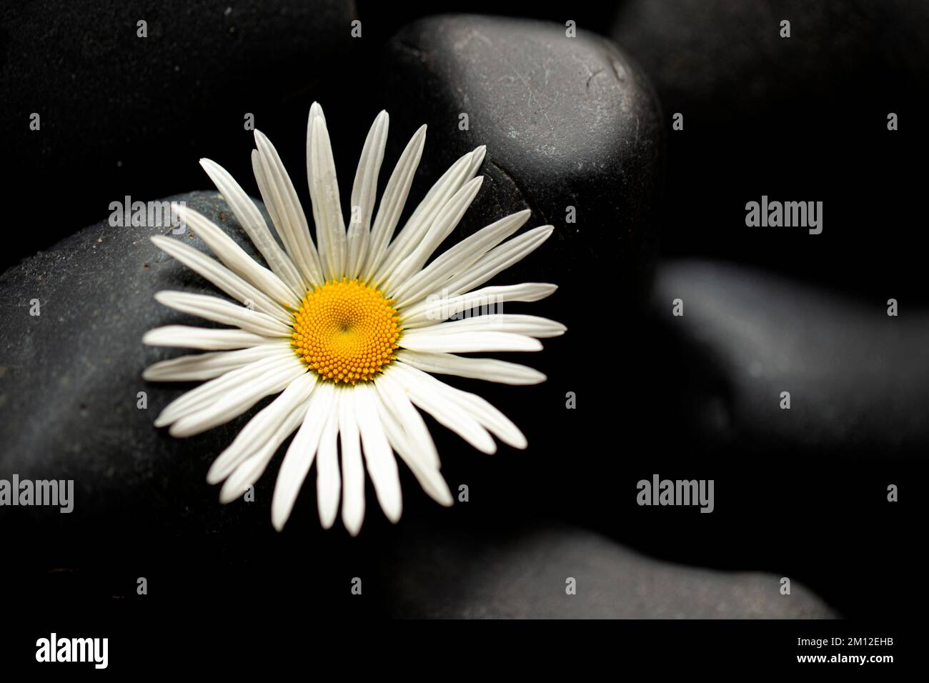 One Daisy Flower, dark background Stock Photo - Alamy