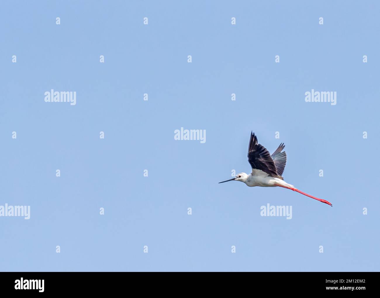 A beautiful view of black-winged stilt flying with wings in a V shape ...
