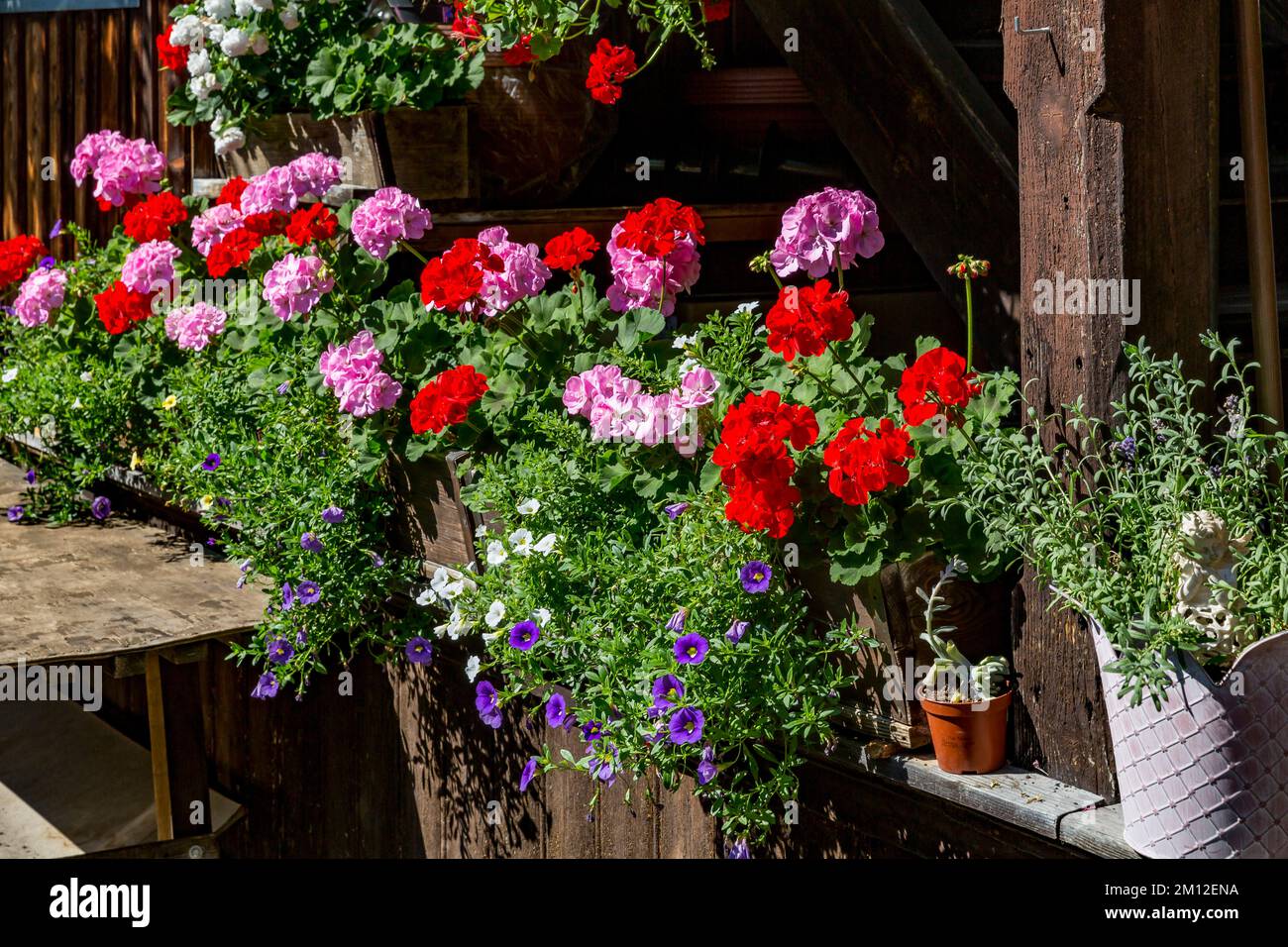 Bavarian geraniums hi-res stock photography and images - Alamy