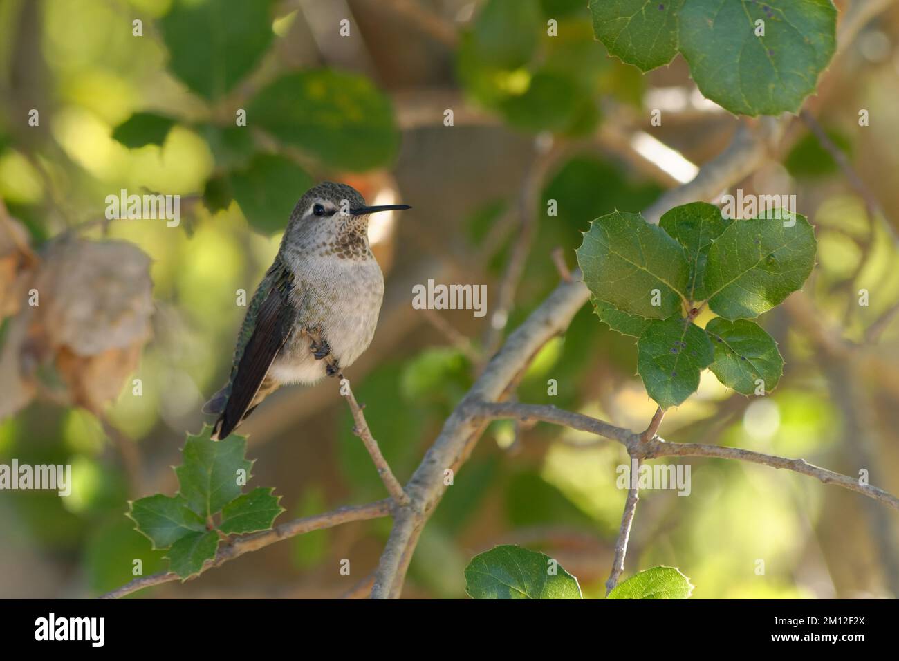 Female Calliope Hummingbird in Napa Valley Stock Photo - Alamy