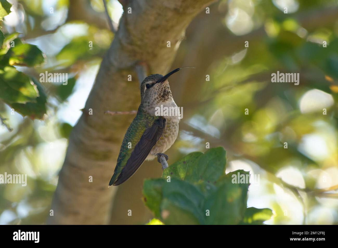 Female Calliope Hummingbird in Napa Valley Stock Photo - Alamy